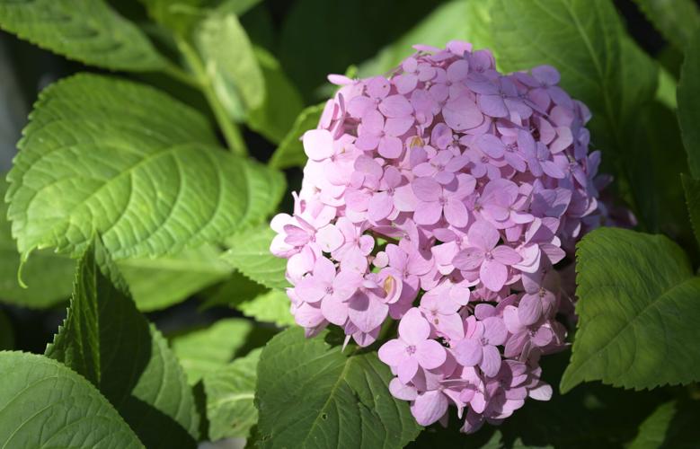 Plants may get 'second wind' before fall comes in November | Home ...