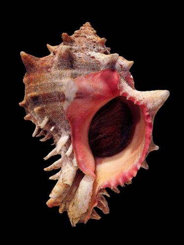 Paintings and the seashells that inspired them on display at Baton ...