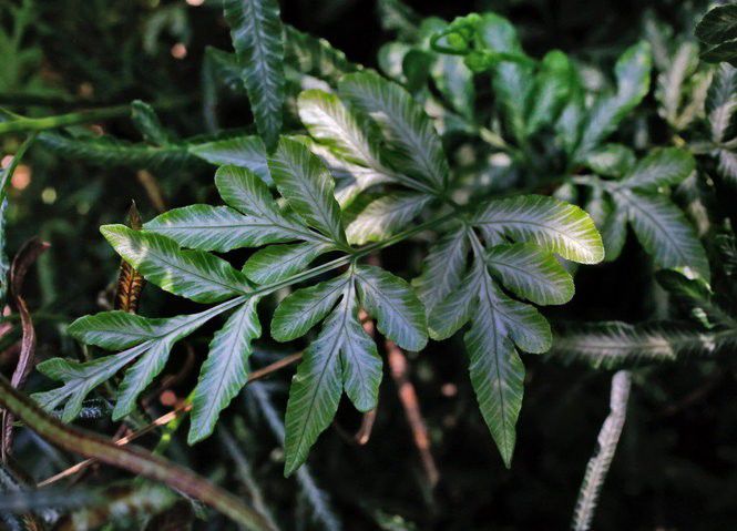 How to grow gorgeous ferns in Louisiana gardens | Home/Garden | nola.com