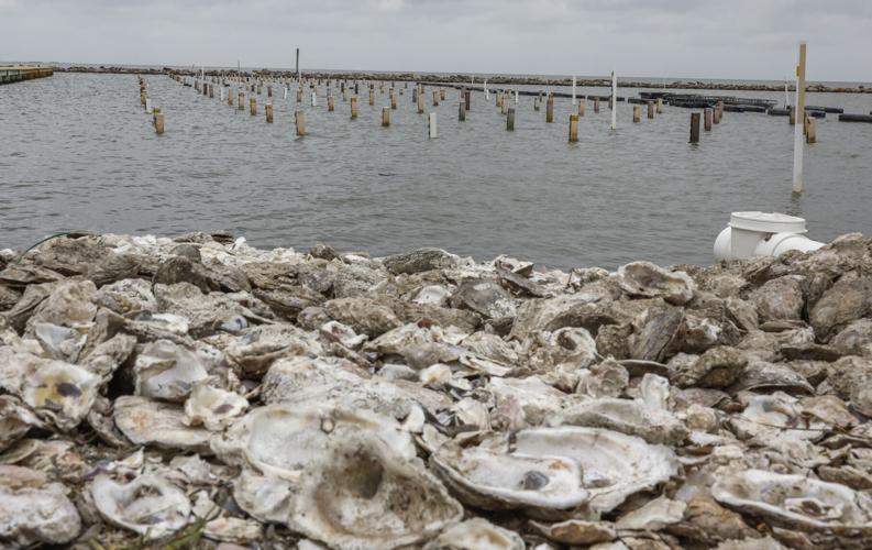 Louisiana 'jewel' oysters gaining a place at the table | Environment ...