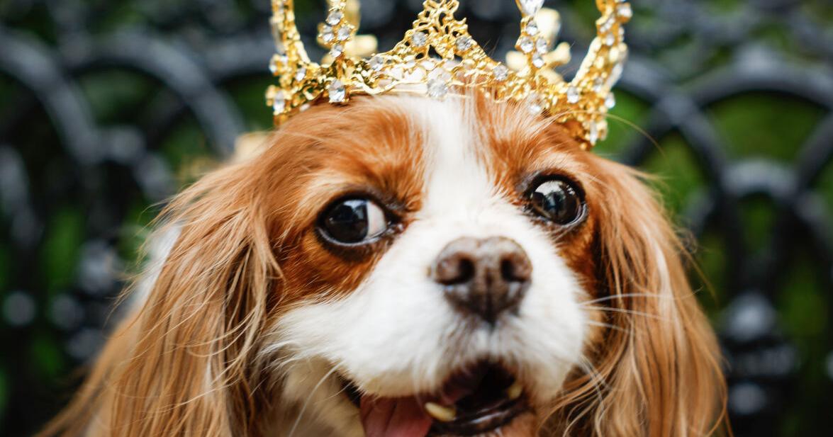 Barkus Mardi Gras parade Queen Bea 2024 living her best life ...