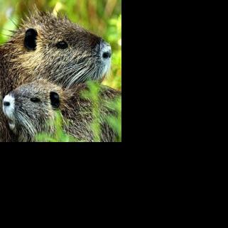 Bounty hunters making dent in nutria wetland damage, state wildlife ...