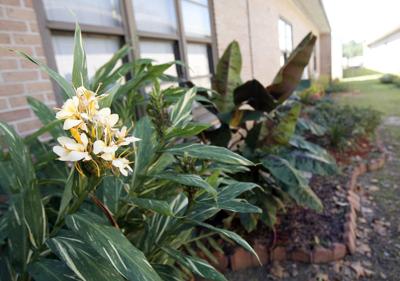 does ginger plant spread