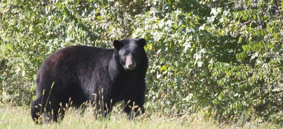 Did the legend of the Teddy Bear originate in Louisiana? | Curious ...