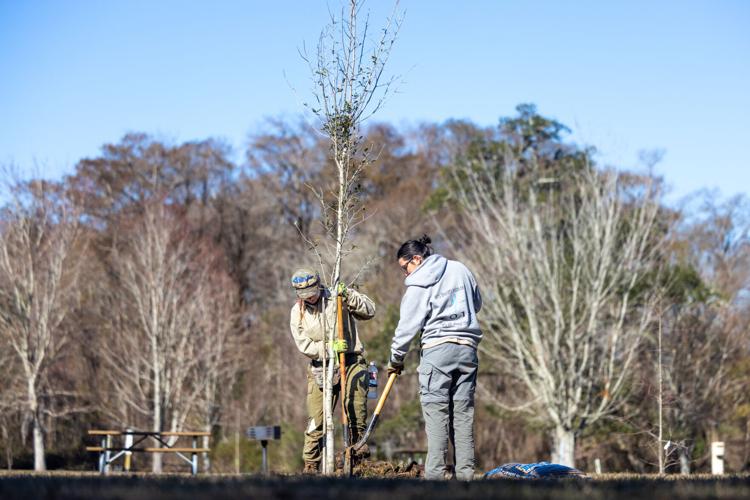 Volunteers plant trees at Fairview Riverside State Park | One Tammany ...