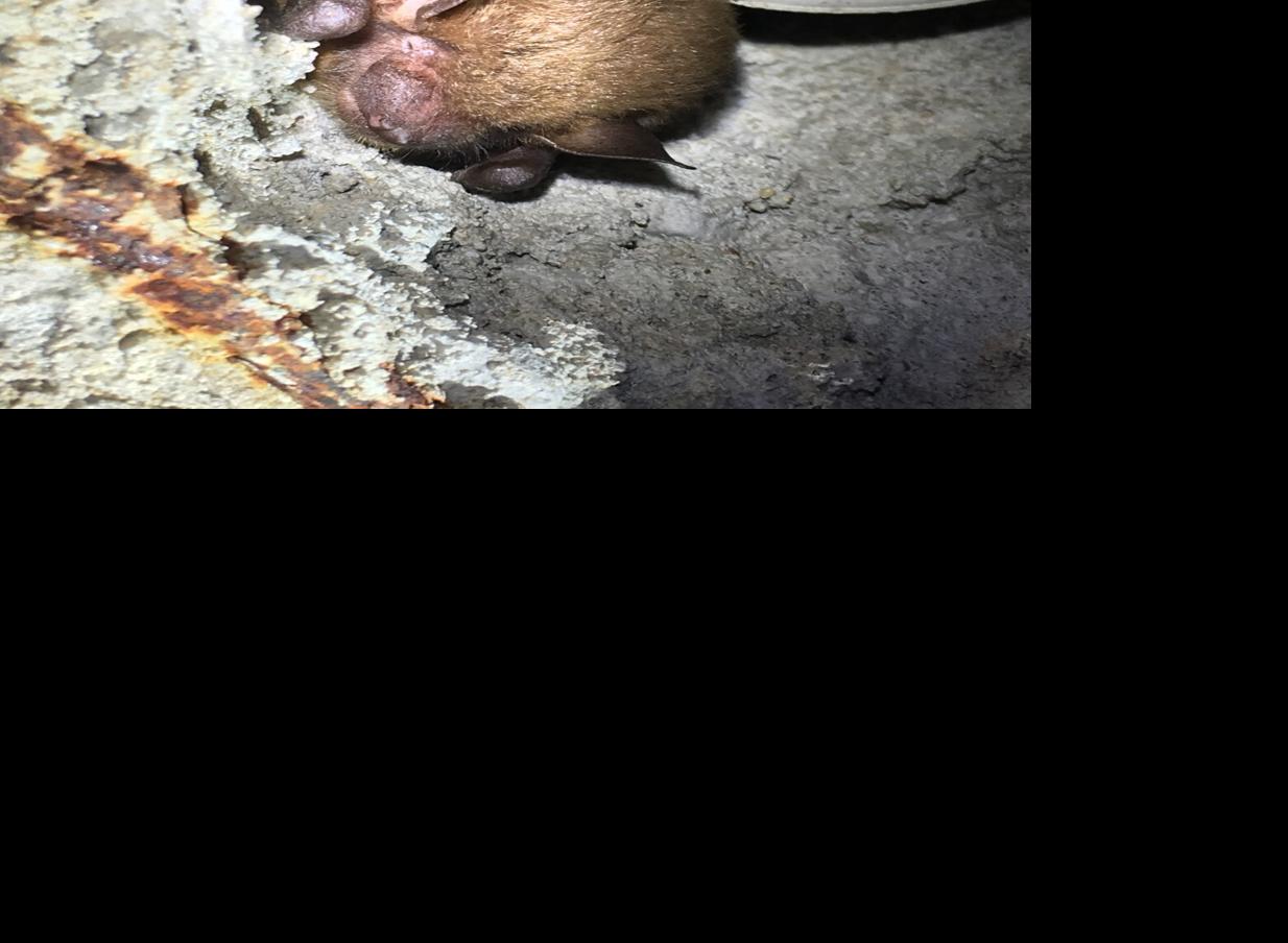 Frisky bats are messing with Louisiana's plans to demolish a baseball ...