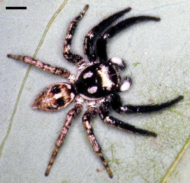 Worried about Louisiana spiders? Here are 16 species (with photos!) you ...