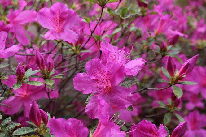 White spots on azalea leaves are a sign of azalea lace bugs, which are ...