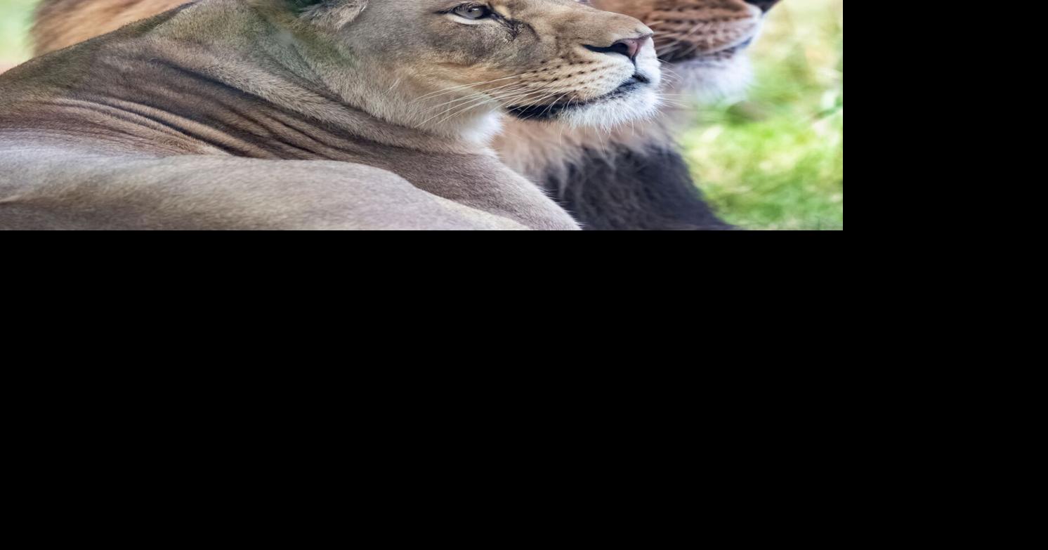 Sponsored: Lions at Audubon Zoo | Sponsored: Audubon Nature Institute ...