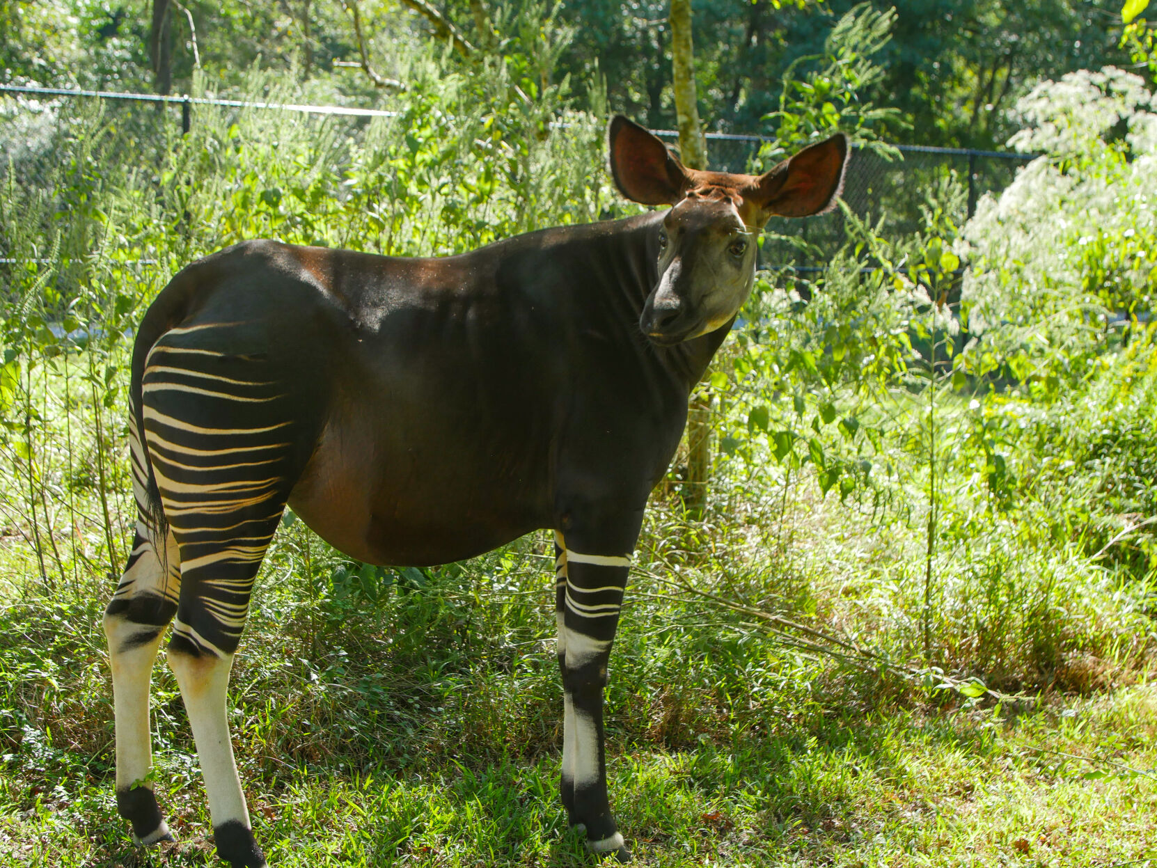 Okapi at Audubon's survival center pregnant with calf | Environment ...