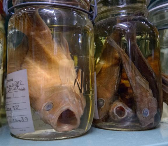 Little-known Tulane fish archive on West Bank largest in the world ...