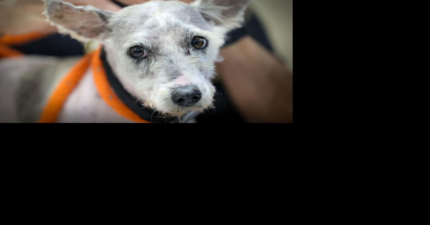 Scrim, legendary escaped NOLA dog, in first day of captivity ...