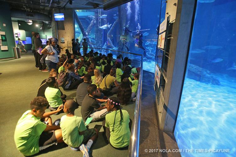 Teaching with the sharks: Diving educator turns aquarium into classroom ...