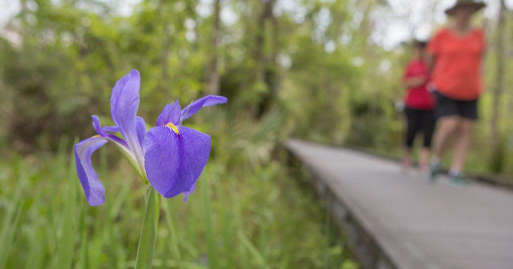 Get next to nature this weekend with the free Spring in the Swamp ...