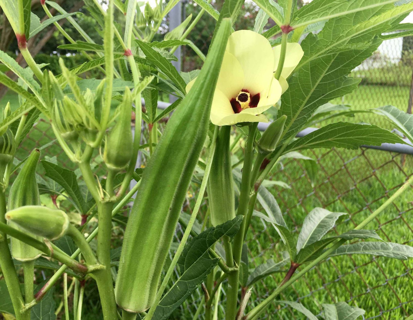 Louisiana gardeners plant okra, sweet potatoes, more | Home/Garden ...