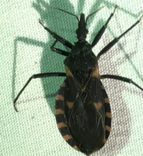 Insectarium guru heads to local swamps to collect bugs | Archive | nola.com