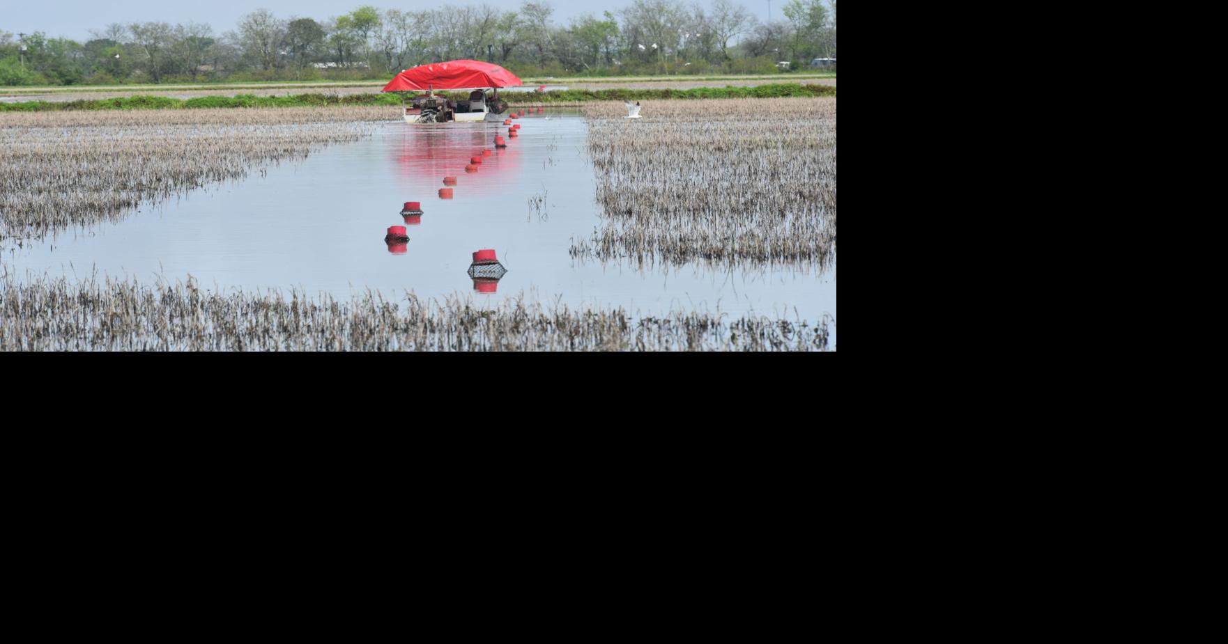 crawfish boat.jpg | | nola.com
