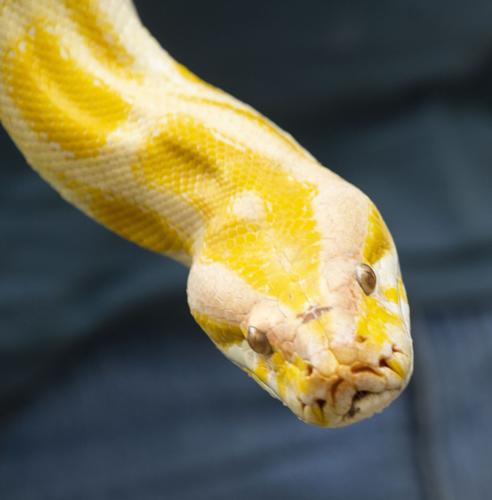 Snakes such as pythons require permits to own in New Orleans | Mardi ...