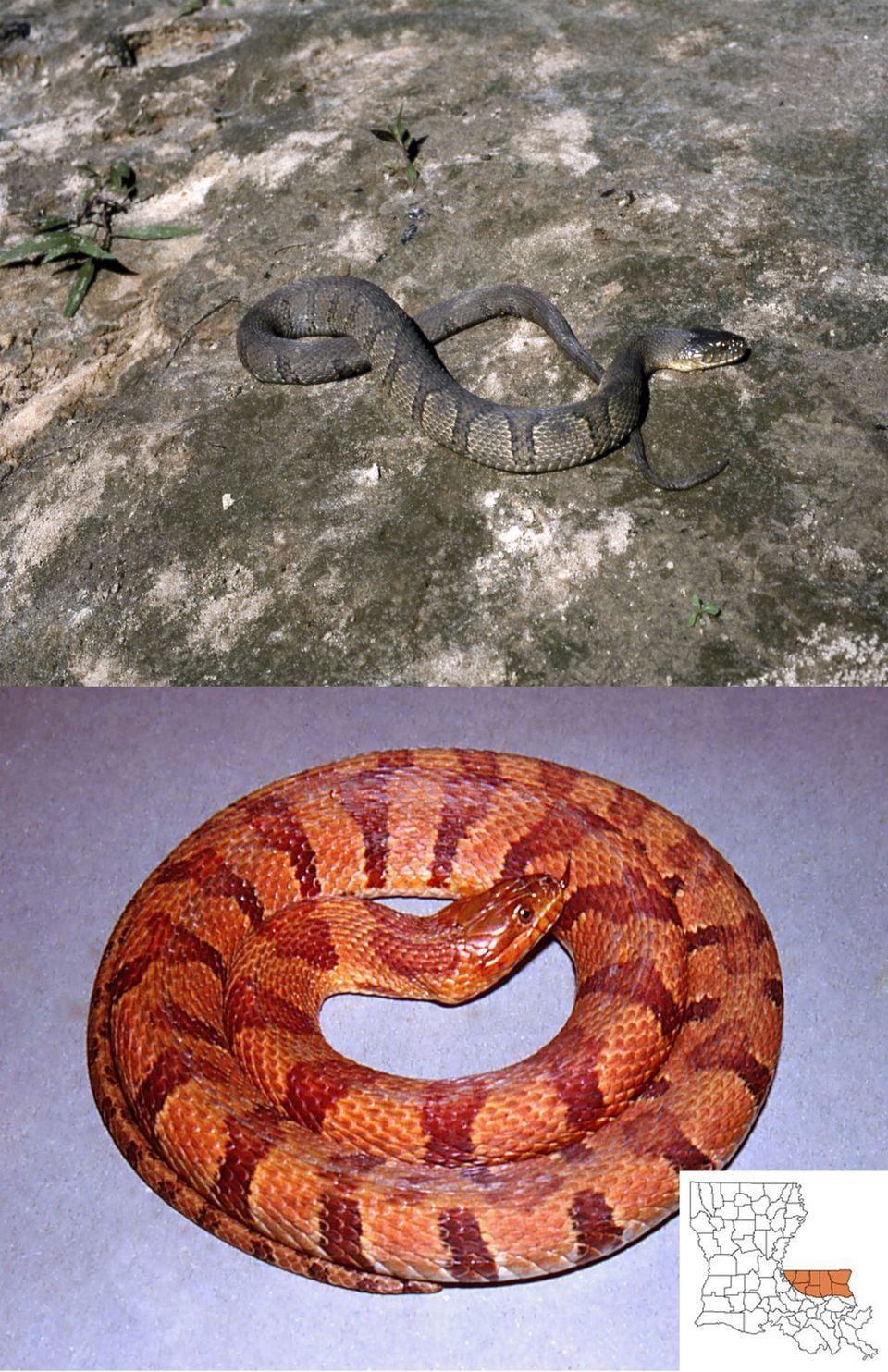 These 46 snake species can be found slithering around Louisiana ...