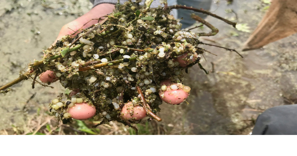 Formosa fined, sued over plastic pollution in Texas: report ...