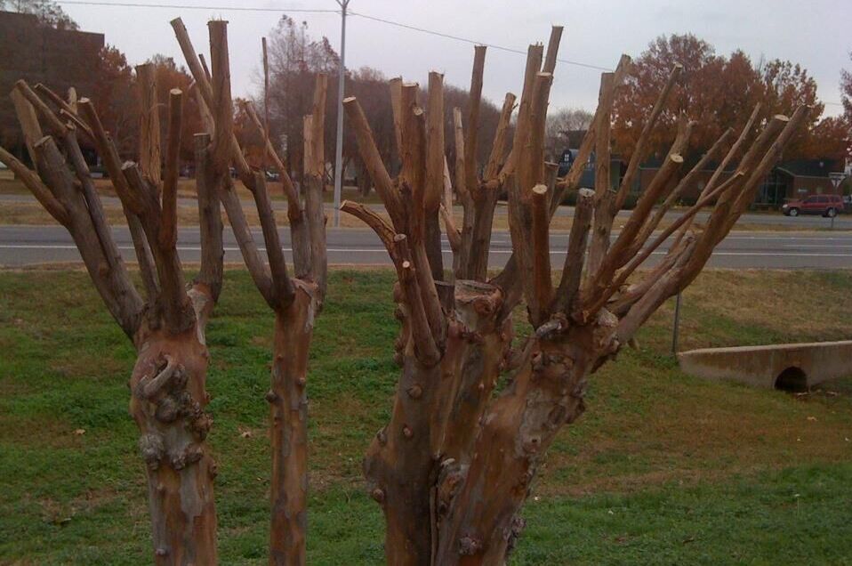 Adhering to myth on pruning crape myrtles can cause damage | Home ...