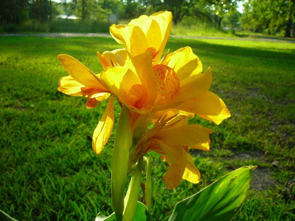 Canna lily bulbs can stay in ground over winter | Home/Garden | nola.com