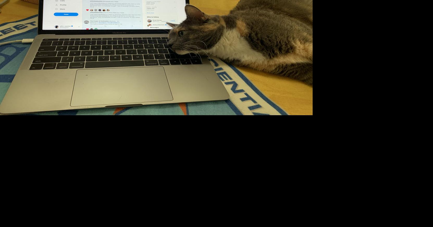 Cat Chat! With Pretty Pretty Princess Meow Meow Jawsy Jaws | The Latest ...