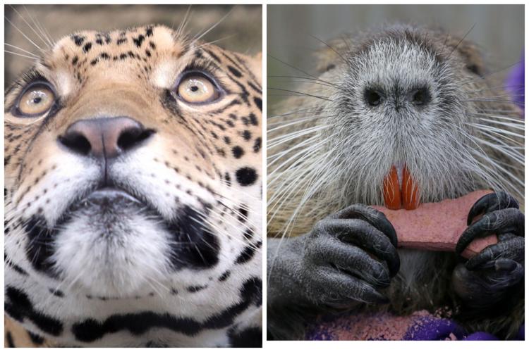 Neuty the nutria joins Valerio the jaguar as an outlaw | Keith Spera ...