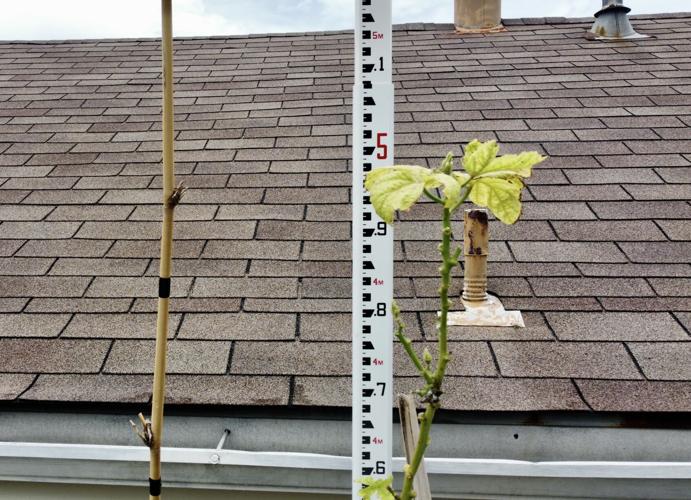 Meet Big Okra: Guinness World Records declares New Orleans man's 16.4 ...