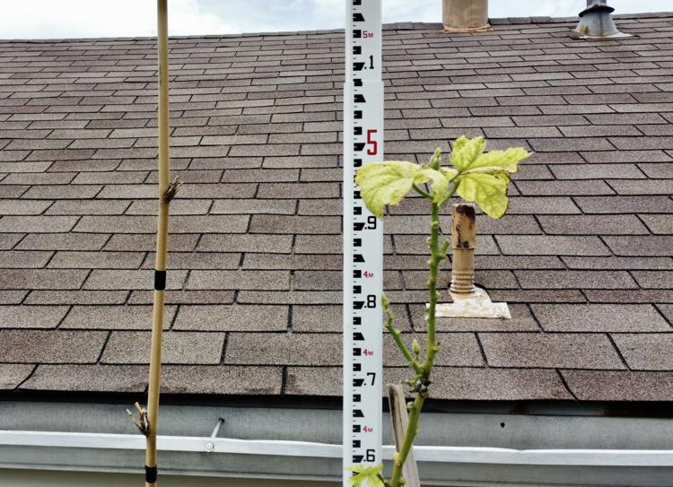 Meet Big Okra: Guinness World Records declares New Orleans man's 16.4 ...