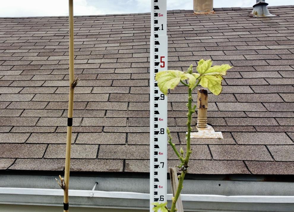 Meet Big Okra: Guinness World Records declares New Orleans man's 16.4 ...