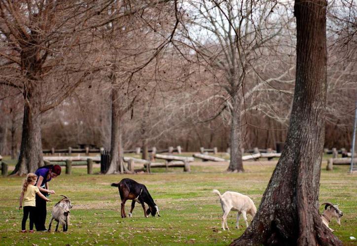 Police, La. SPCA investigating beheaded goat in Algiers park | News ...