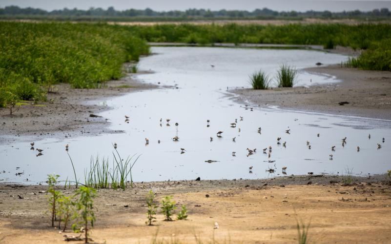 With river's help, new land emerges in Barataria Basin | Environment ...