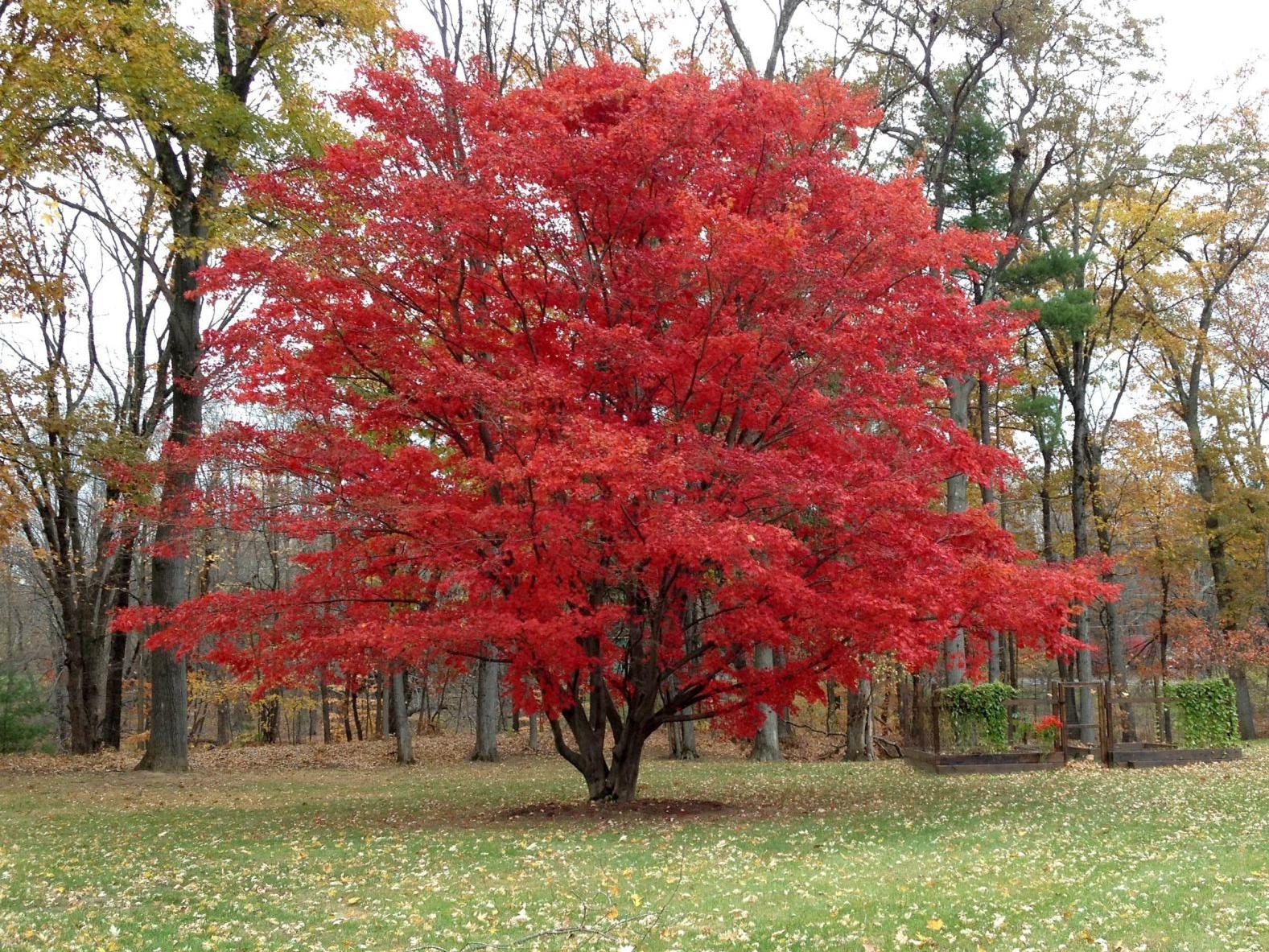red garden tree