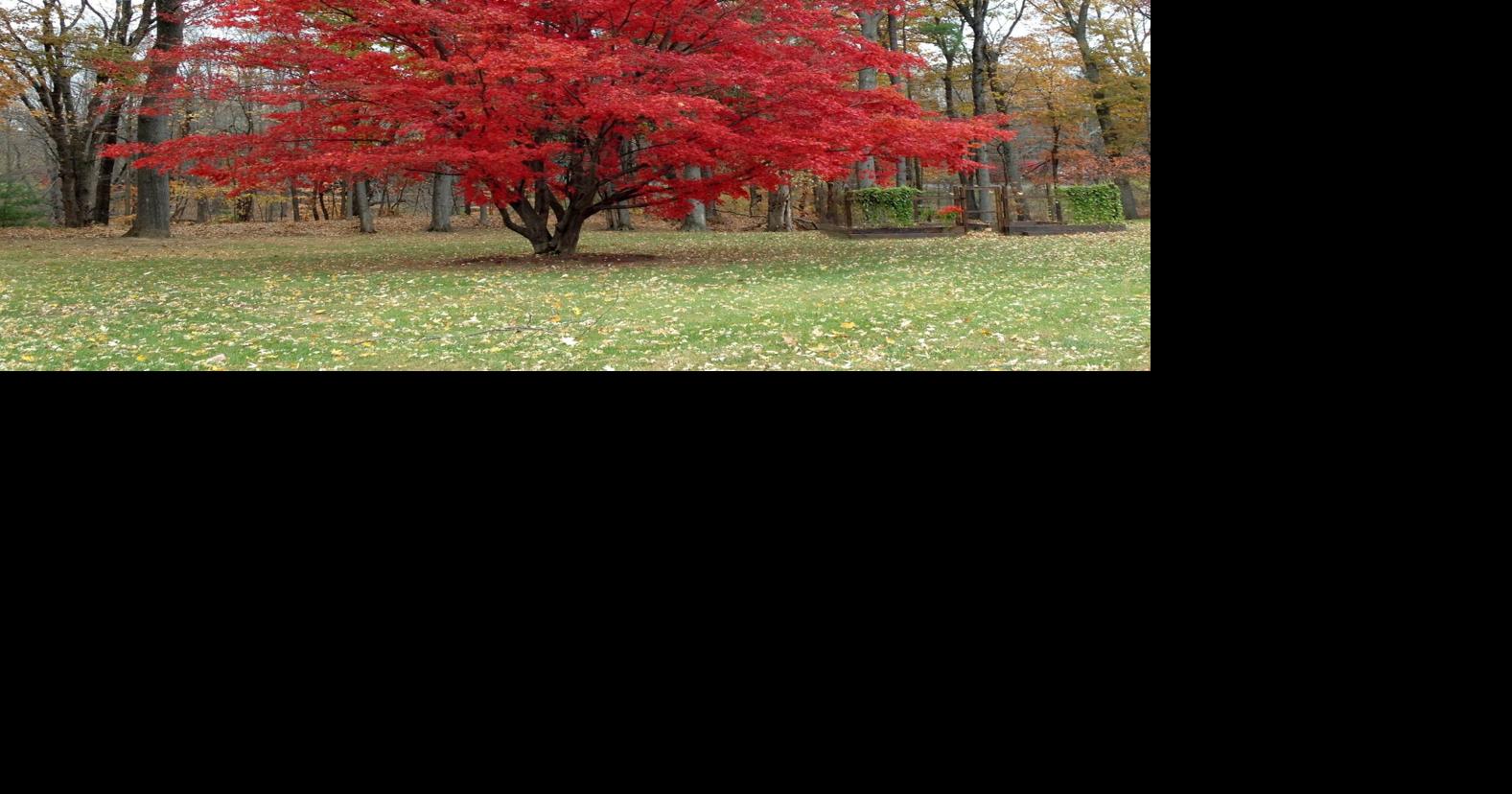 Maple trees can add fall color even here in the deep South | Home ...