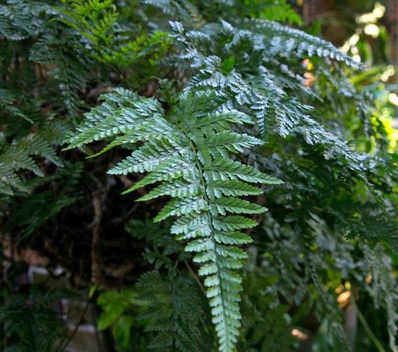 How to grow gorgeous ferns in Louisiana gardens | Home/Garden | nola.com