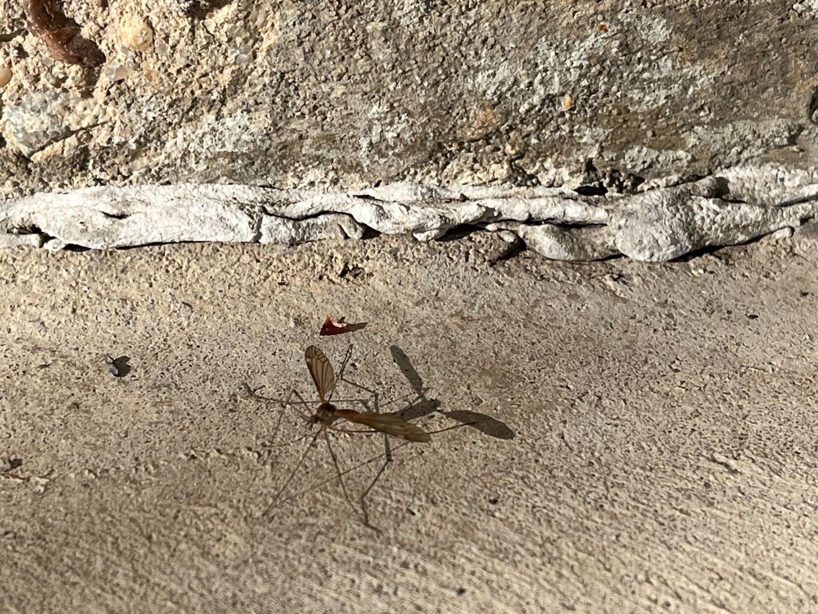 Why are crane flies, mosquito hawks swarming in Louisiana? | News ...