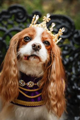Barkus Mardi Gras parade Queen Bea 2024 living her best life ...
