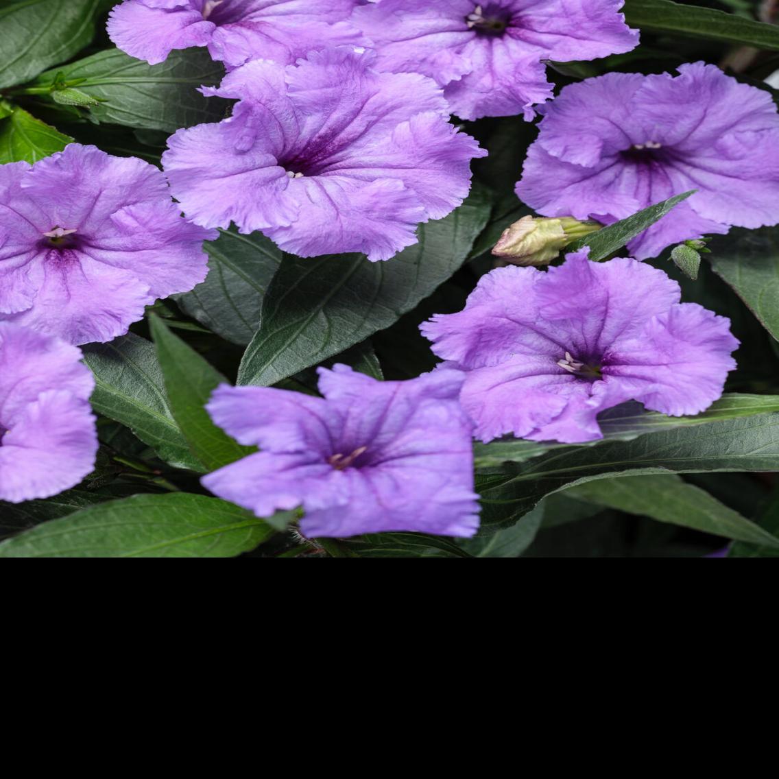 mexican petunia problems