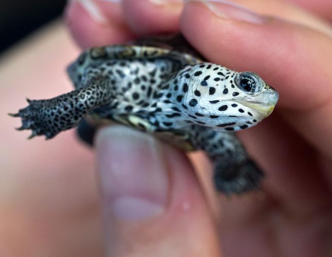 Shell game: researchers release 21 diamondback terrapins hatched from ...
