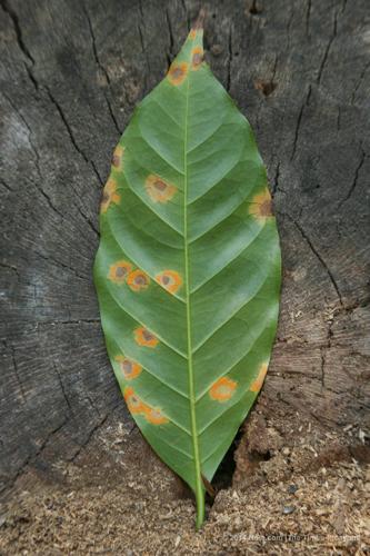 What is coffee rust and why is it pushing people to the U.S. border ...