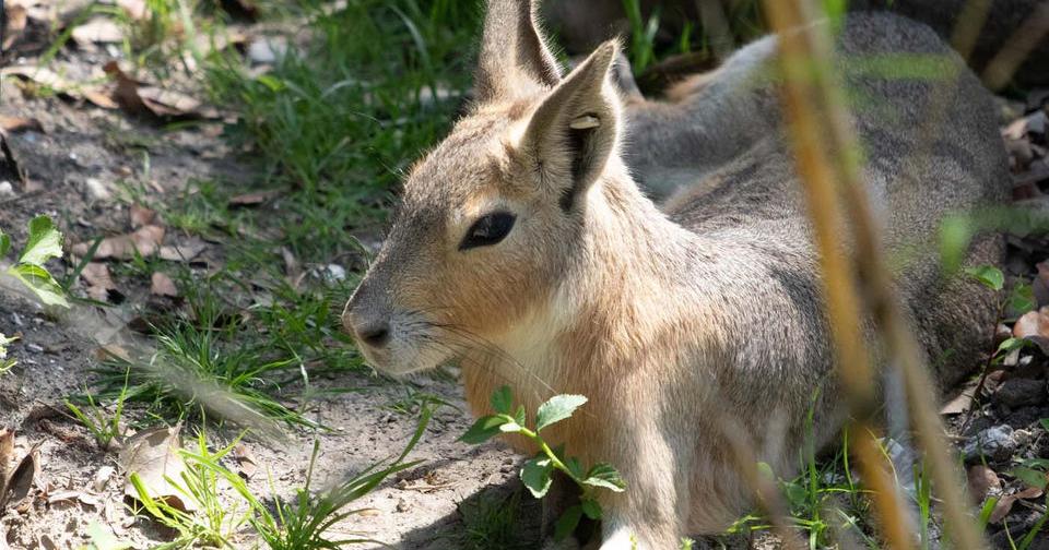 What's a cavy? You can now see 3 of them at the Audubon Zoo | Archive ...