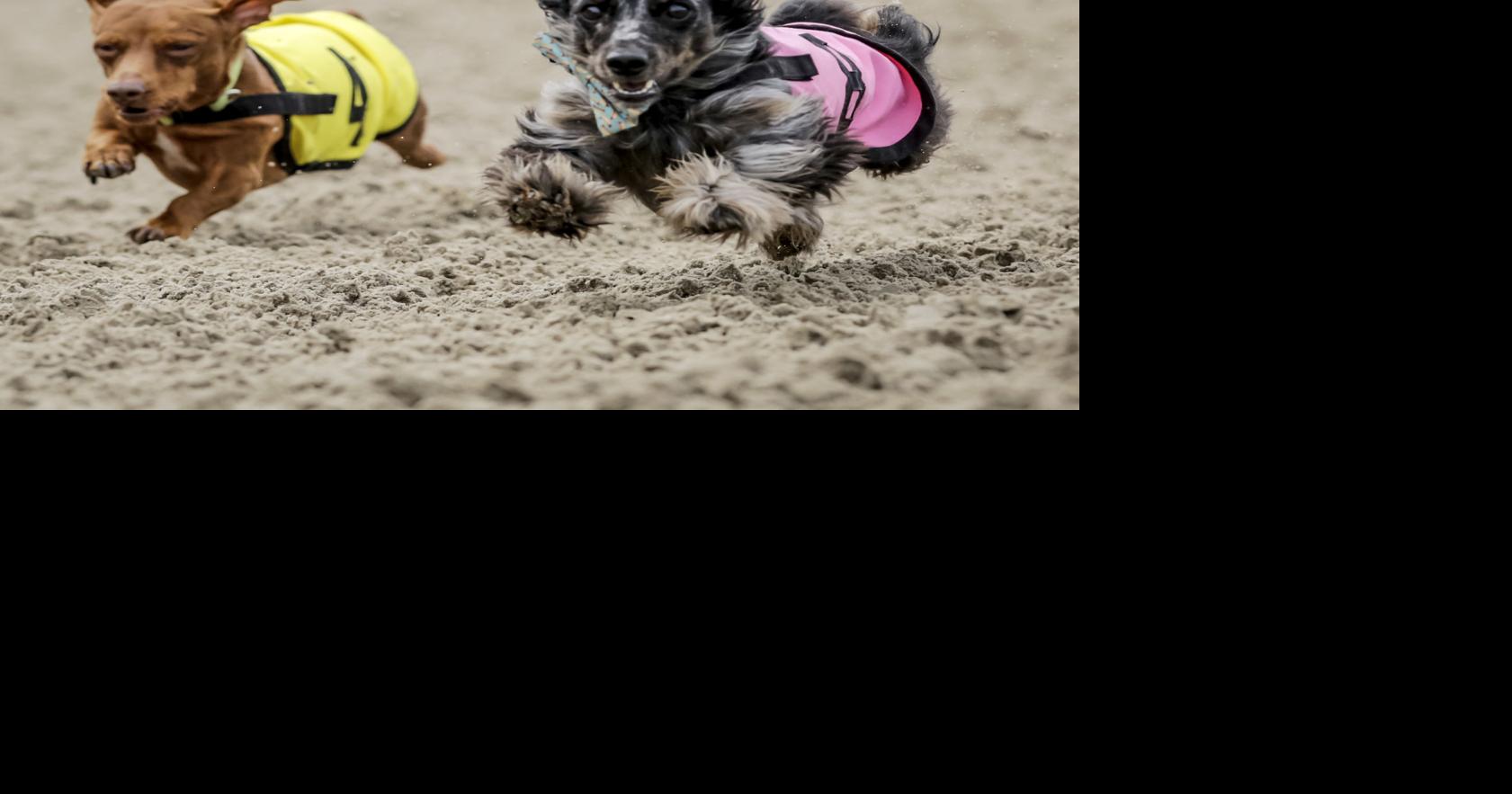 Photos: Ears flopping and short legs churning, wiener dogs have their ...