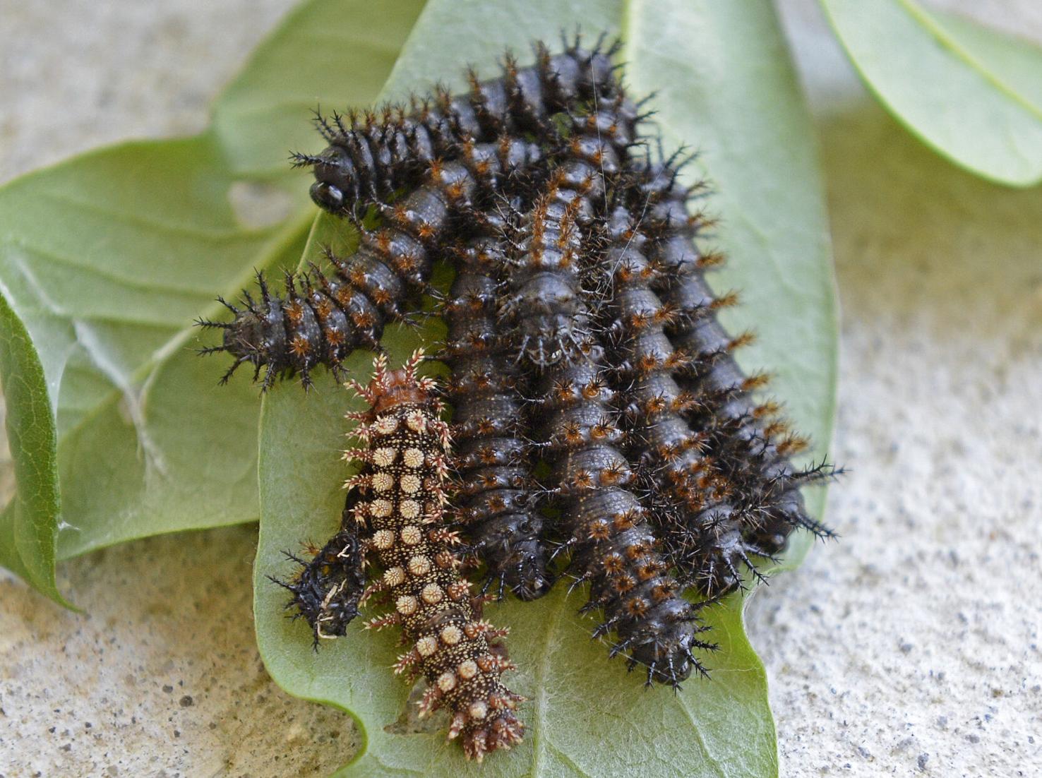 Buck moth caterpillars are back in New Orleans. What to know | News ...