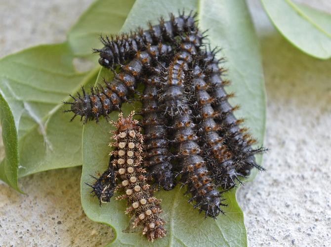4 common stinging caterpillars in New Orleans: How to ID | Home/Garden ...