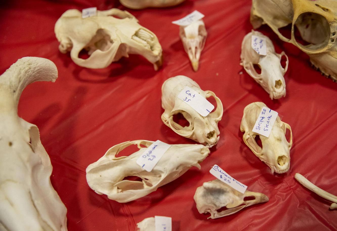 Photos: Oddities and Curiosities Expo returns to the Alario Center ...