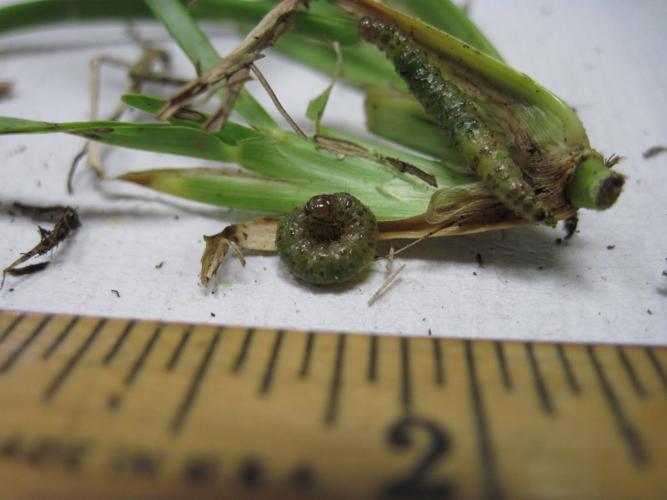 How to spot, prevent and control sob webworms in your lawn | Home ...