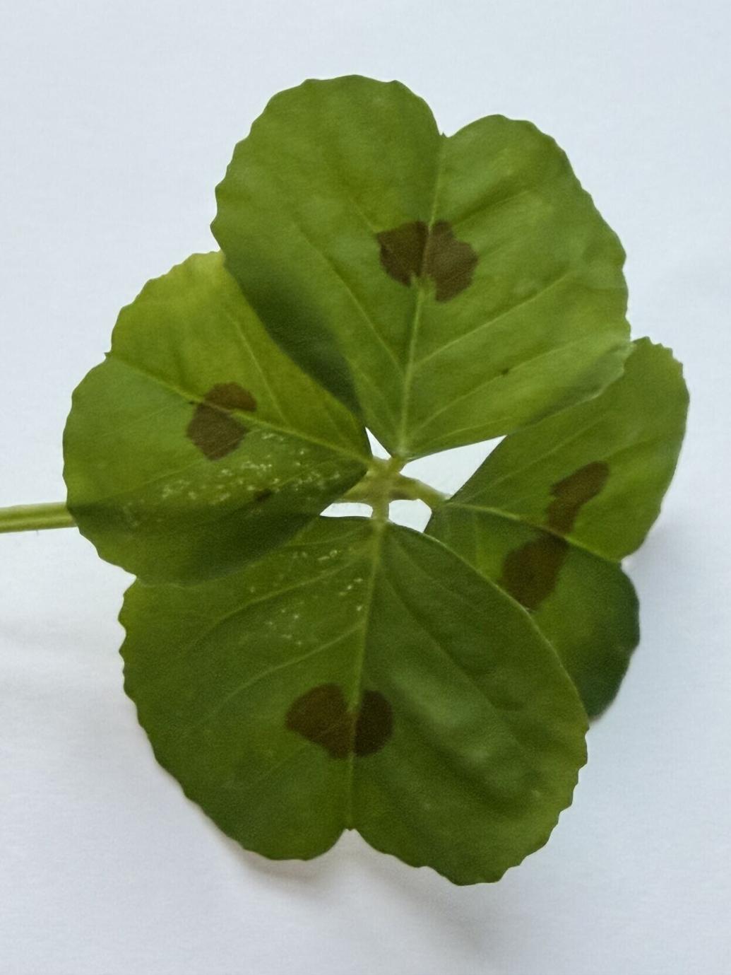 Want to find a Louisiana four-leaf clover? Here's the trick ...
