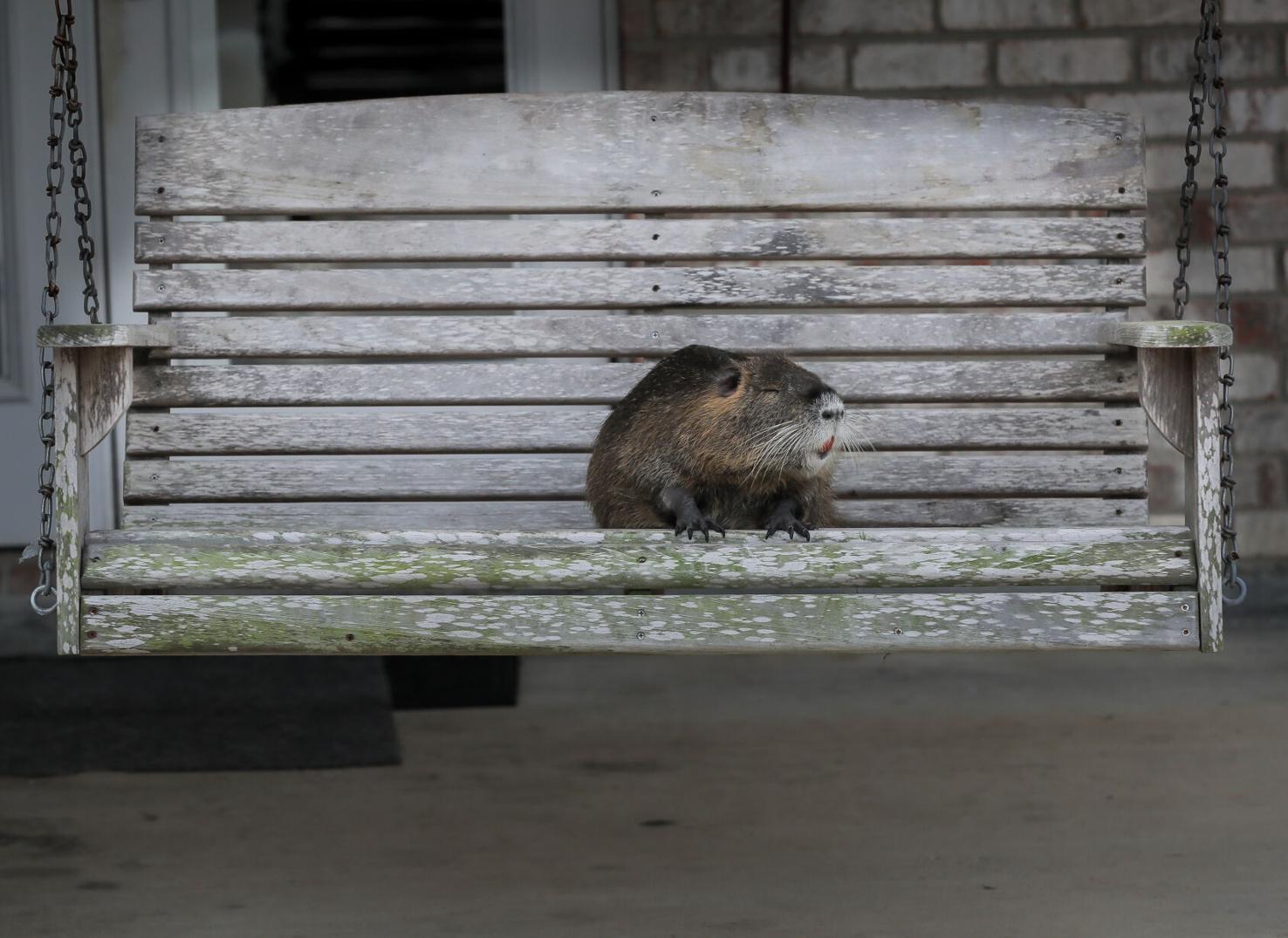 Photos: The trials and tribulations of Neuty the nutria | Photos | nola.com