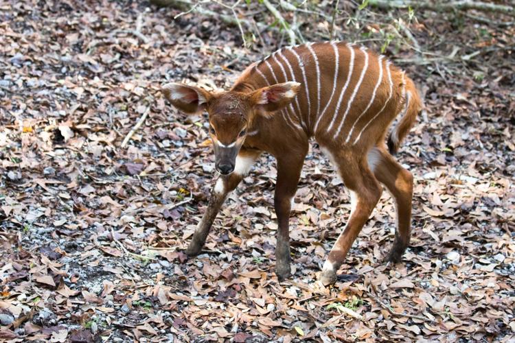 female bongo